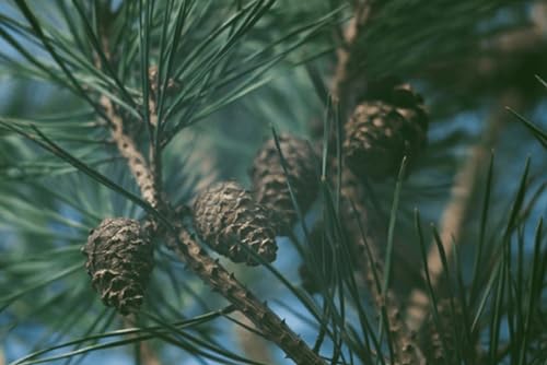 pine bark extract health benefits