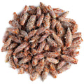 pine bud tea whole dried buds