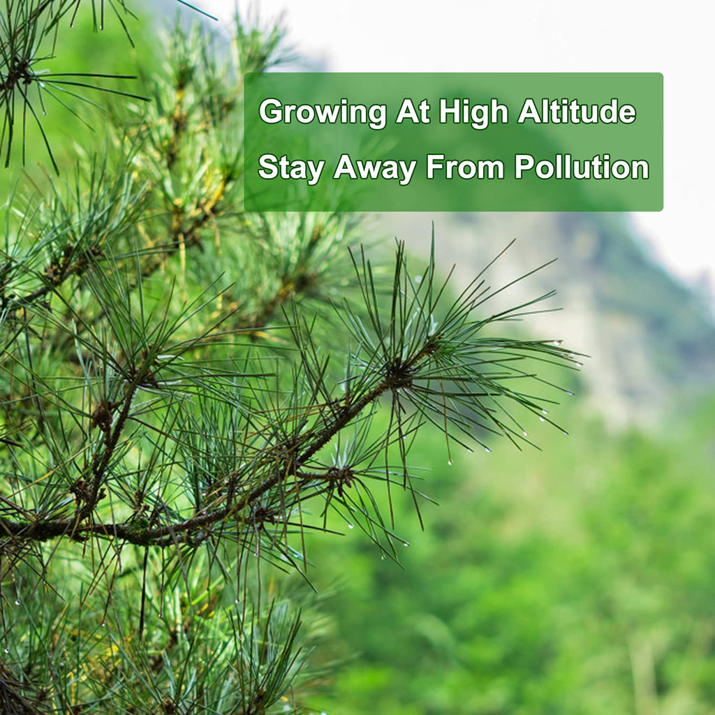 pine needle tea for immune support