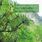 pine needle tea for immune support