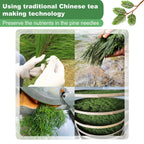 pine needle tea rich in antioxidants