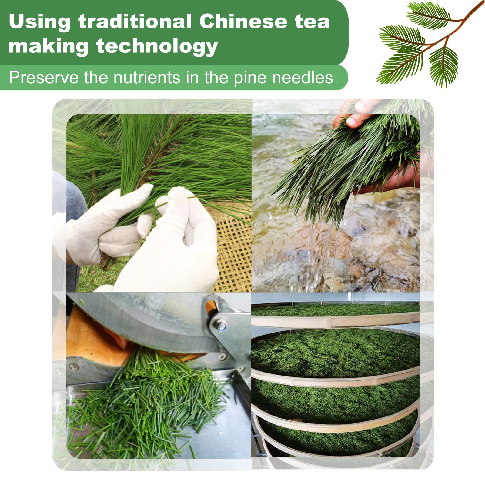 pine needle tea rich in antioxidants