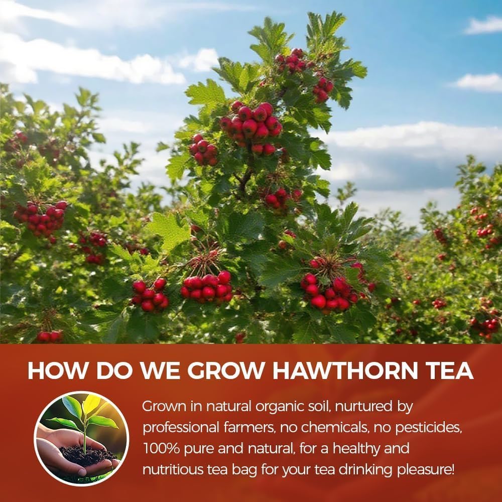 pitted dried hawthorn tea benefits