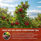 pitted dried hawthorn tea benefits