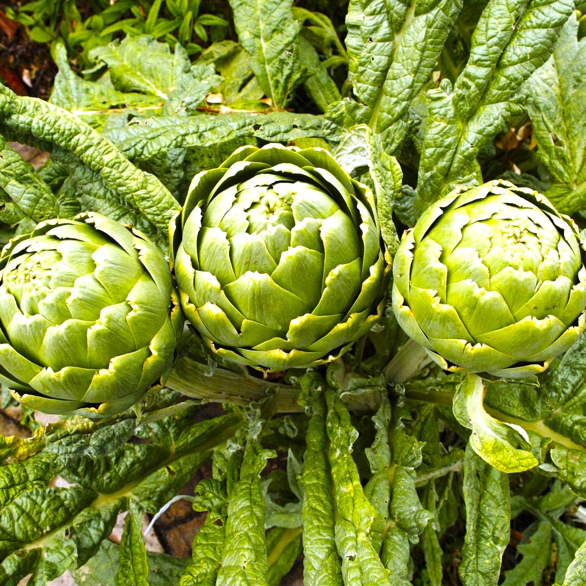 plant artichoke seeds for health