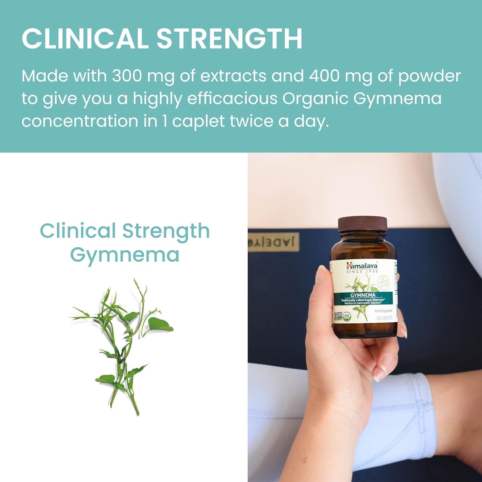 plant-based Gymnema Sylvestre energy boost