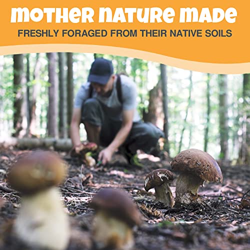 plant-based mushrooms for holistic wellness