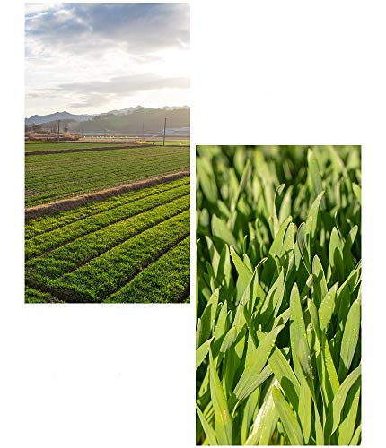 plant-based protein barley grass powder