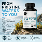 plant-based sea moss nutrition