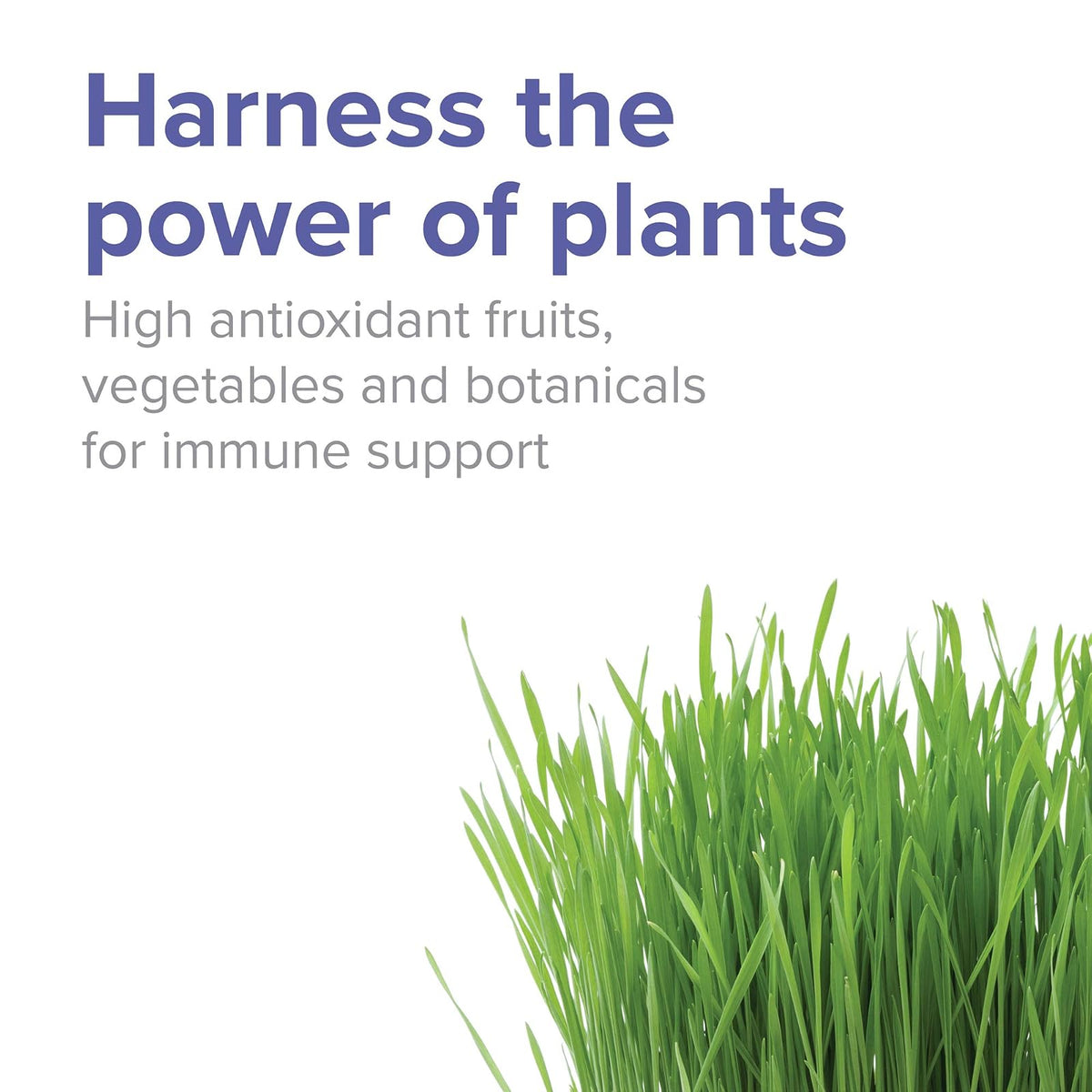 plant-based superfood powder blend