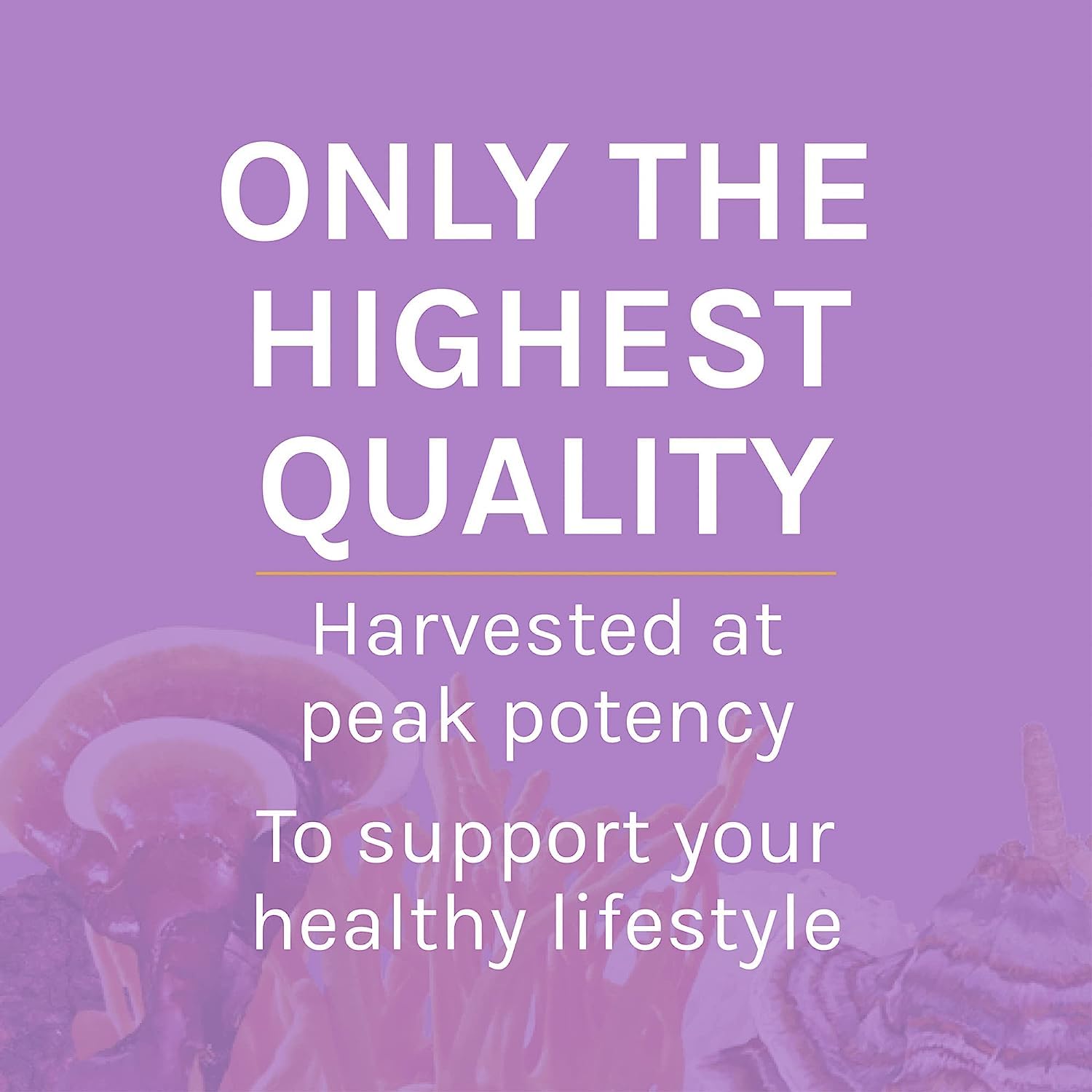 plant-based supplement for brain power