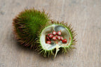 plant-based vitamin e tocotrienols source