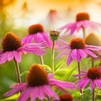 Plant-based vitamins for optimal wellness