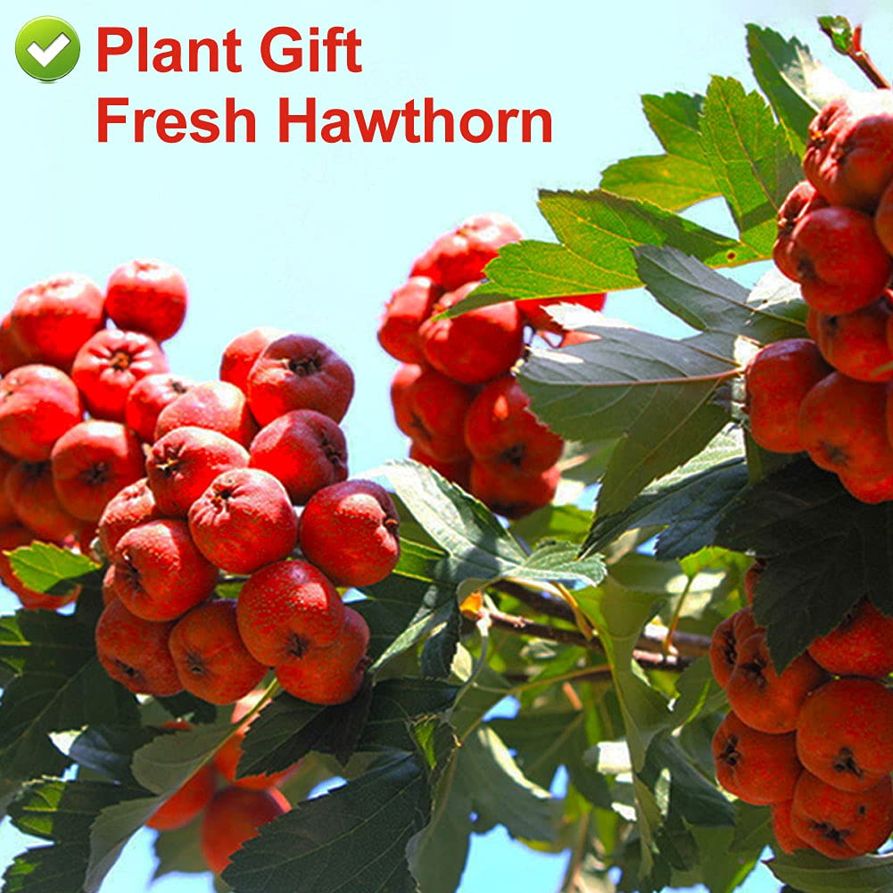 plantgift hawthorn for herbal remedies