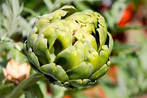 planting artichokes for fresh produce