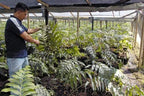 Polypodium Leucotomos for skin protection