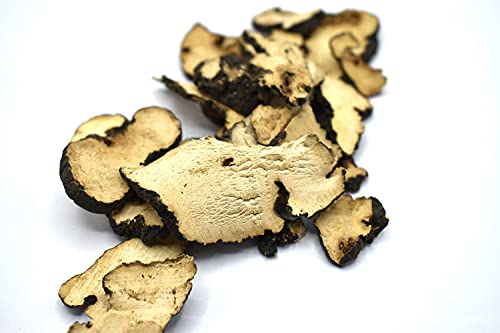 polypore mushroom for wellness