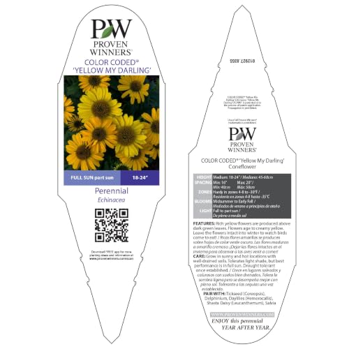 popular echinacea choice for gardeners