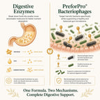Postbiotic benefits for digestive wellness