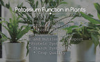 Potassium sulfate for healthy plants