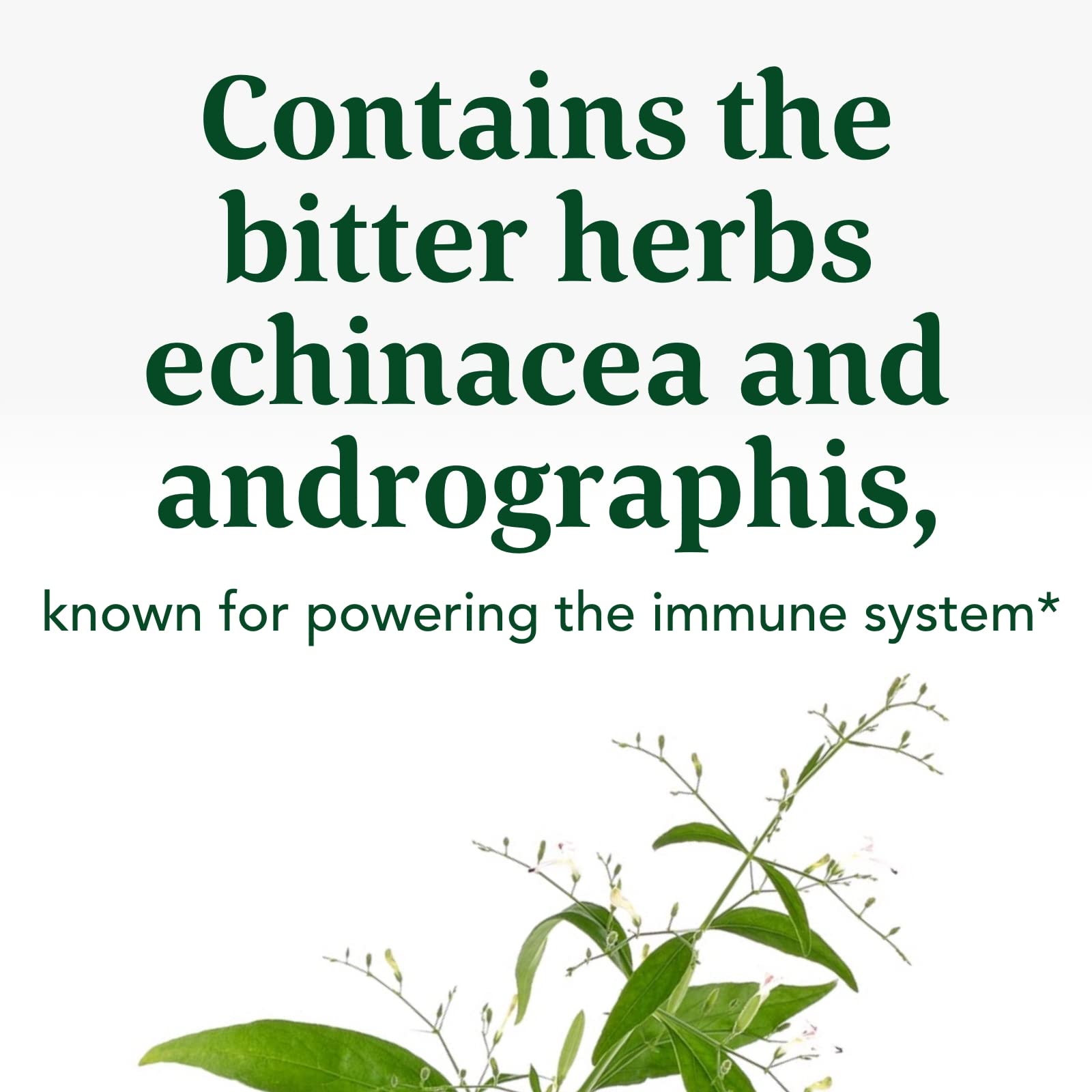 potent elderberry for daily use