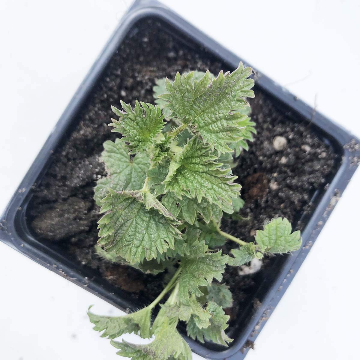 potted nettle for indoor use
