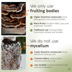 Power 15 adaptogenic mushroom powder