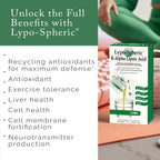 powerful antioxidant alpha lipoic acid