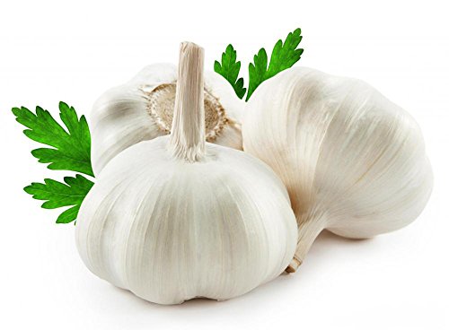 premium aged garlic extract benefits