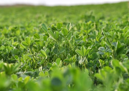 premium alfalfa powder for vegan meals