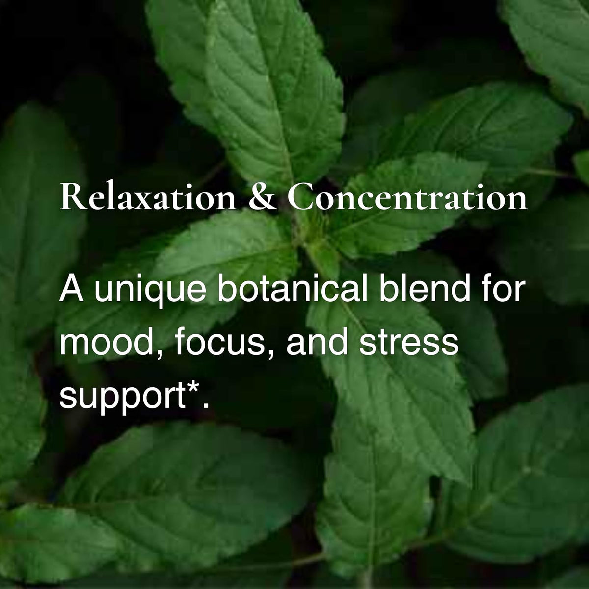 Premium ashwagandha for balanced mood