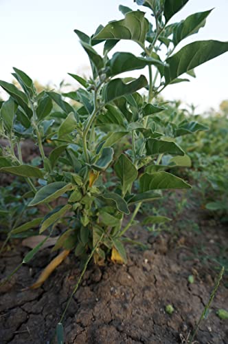 premium ashwagandha for vitality