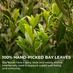 premium bay leaves for brewing