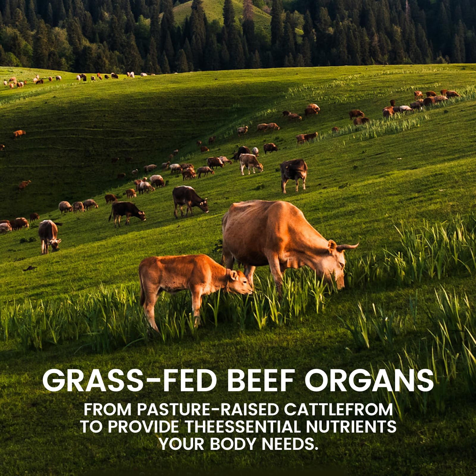 premium beef organ complex benefits