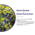 premium bilberry extract for overall wellness