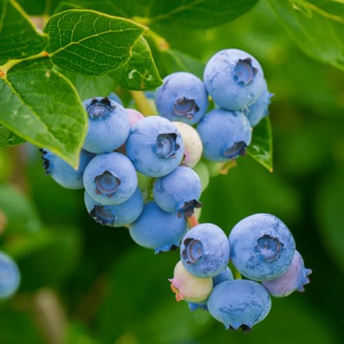 premium bilberry for holistic health