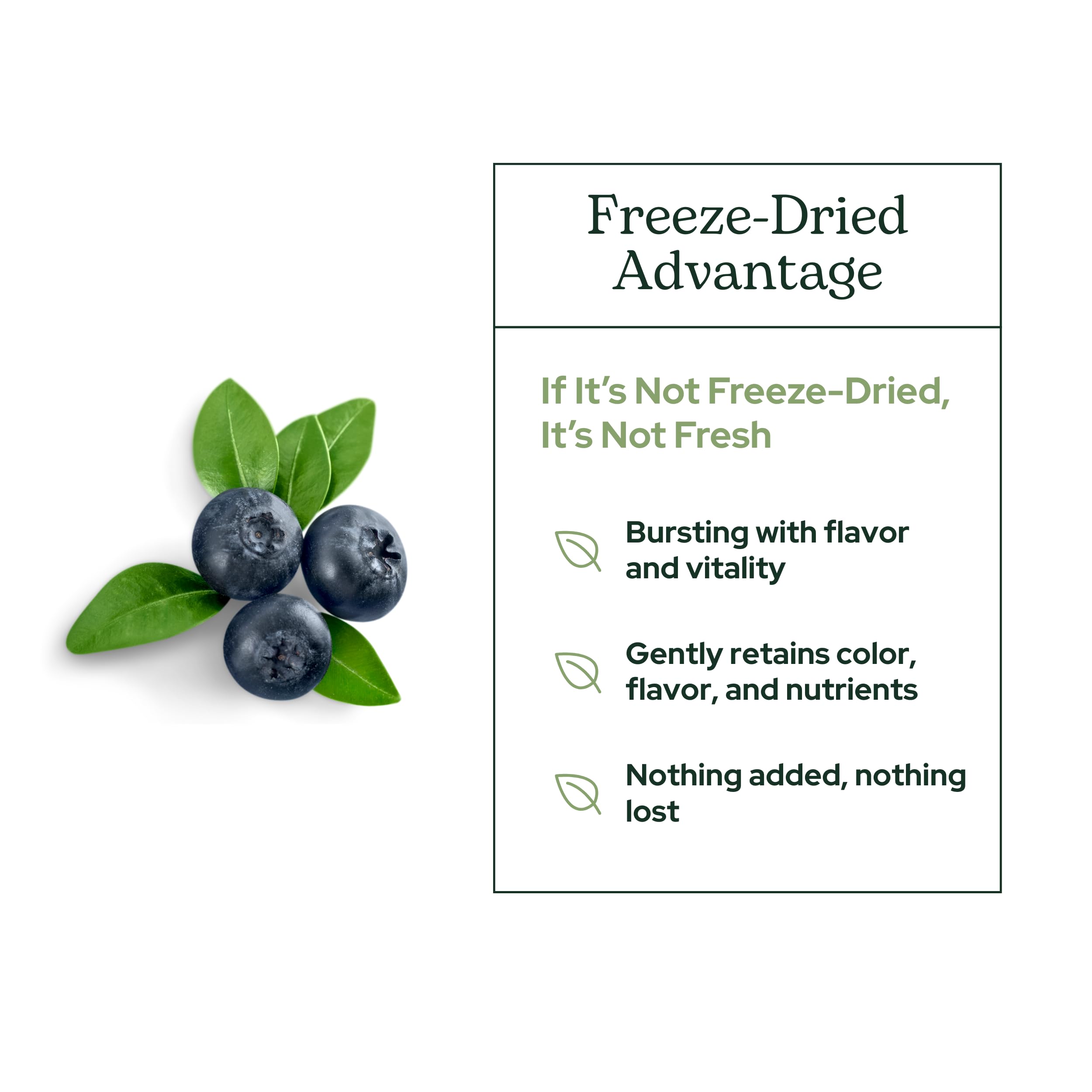 premium bilberry powder for vitality