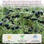 premium black goji berry tea leaves