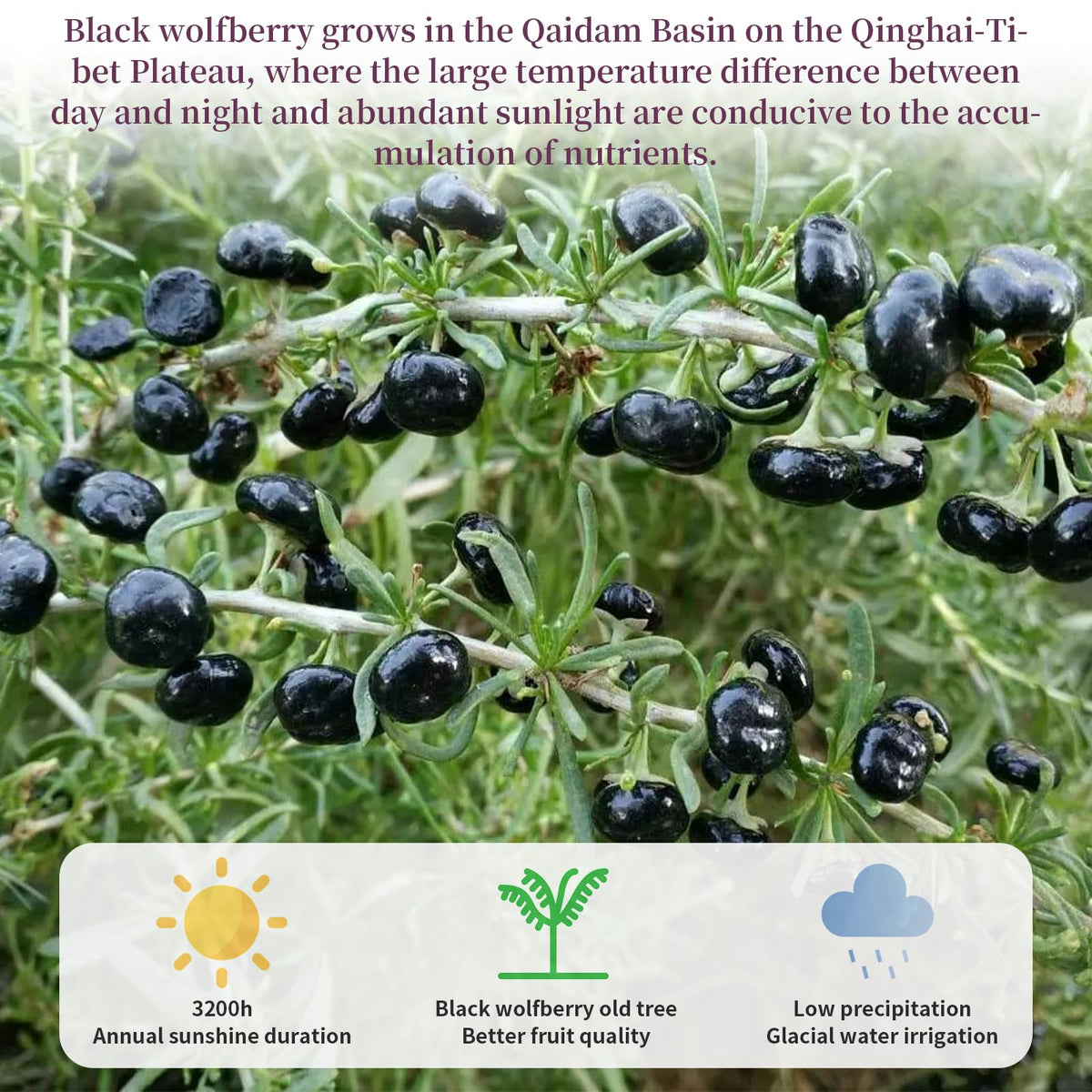 premium black goji berry tea leaves