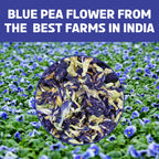 premium butterfly pea flower tea experience