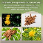 premium Cat's Claw tea for immune support