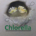 premium chlorella powder for health