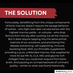 Premium collagen for overall wellness