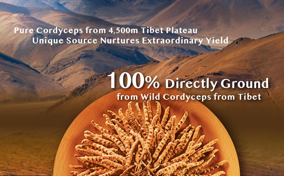 premium cordyceps for immune health