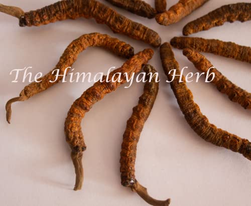 premium cordyceps mushrooms for vitality