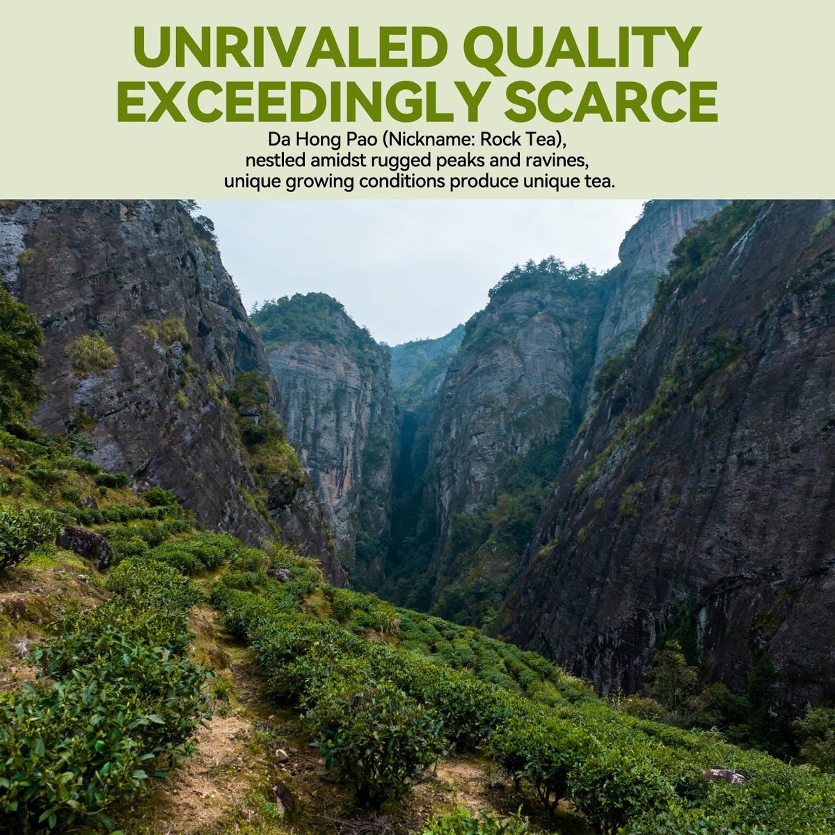 premium Dahongpao Oolong tea blend