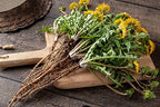 premium dandelion tea for detox