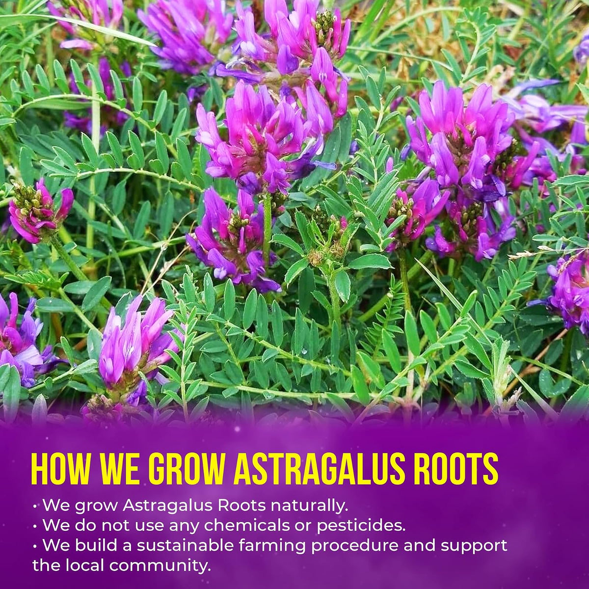 premium dried astragalus root slices