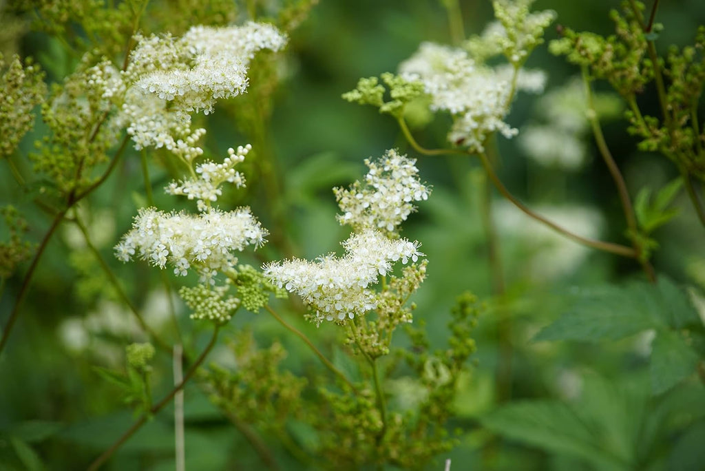 premium dried meadowsweet for wellness