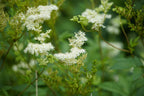 premium dried meadowsweet for wellness